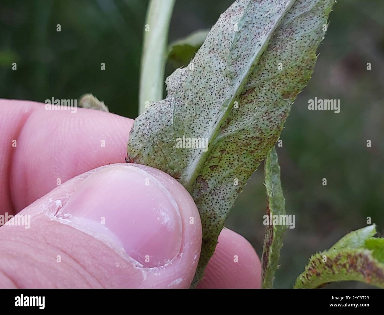 thistle rust (Puccinia suaveolens) Fungi Stock Photo - Alamy