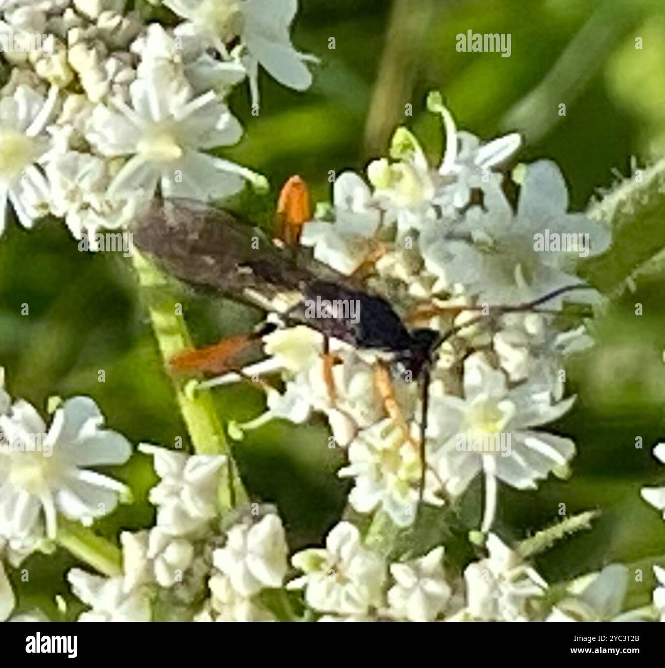Ichneumonid Wasps (Ichneumonidae) Insecta Stock Photo - Alamy