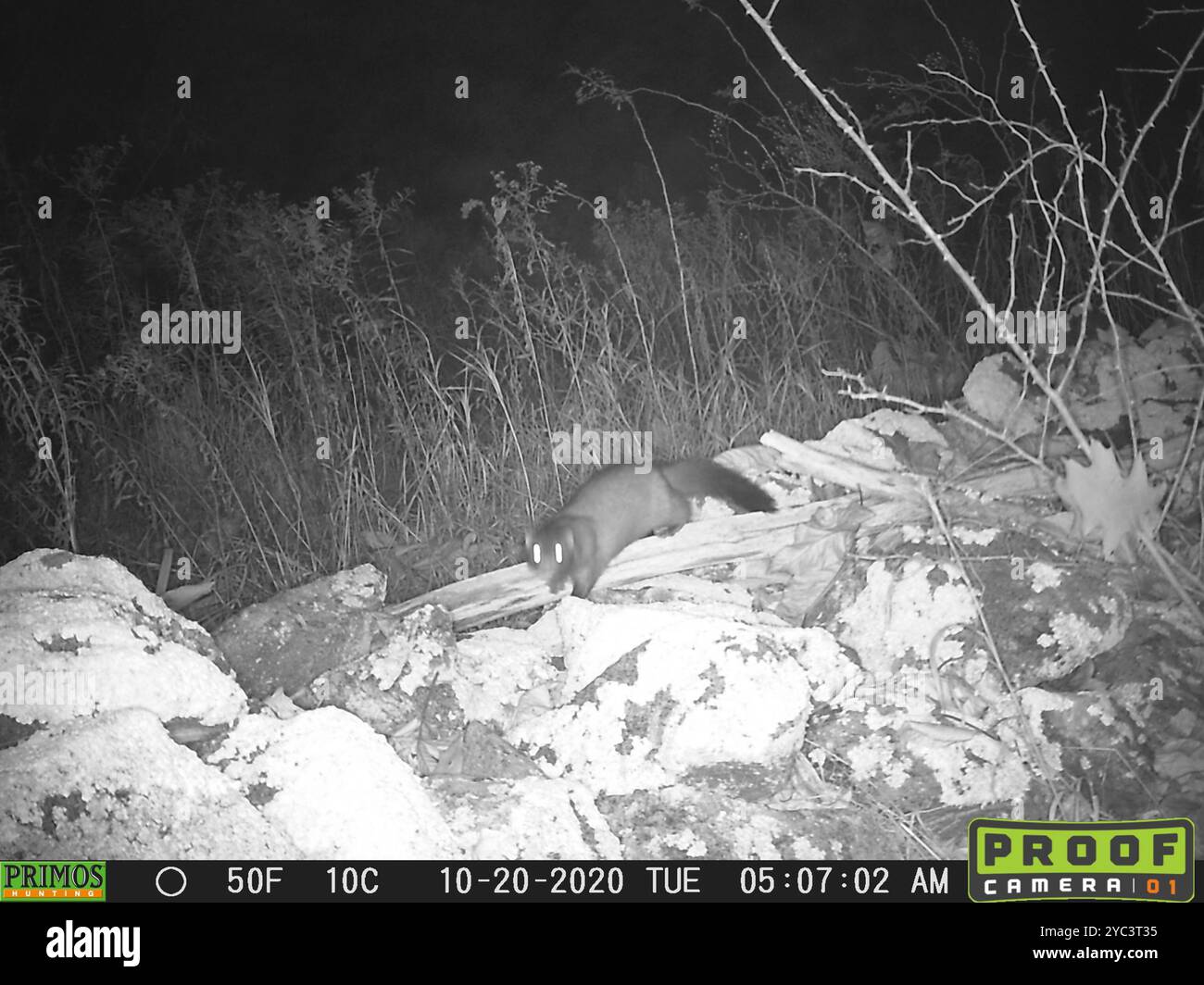 American Mink (Neogale vison) Mammalia Stock Photo - Alamy