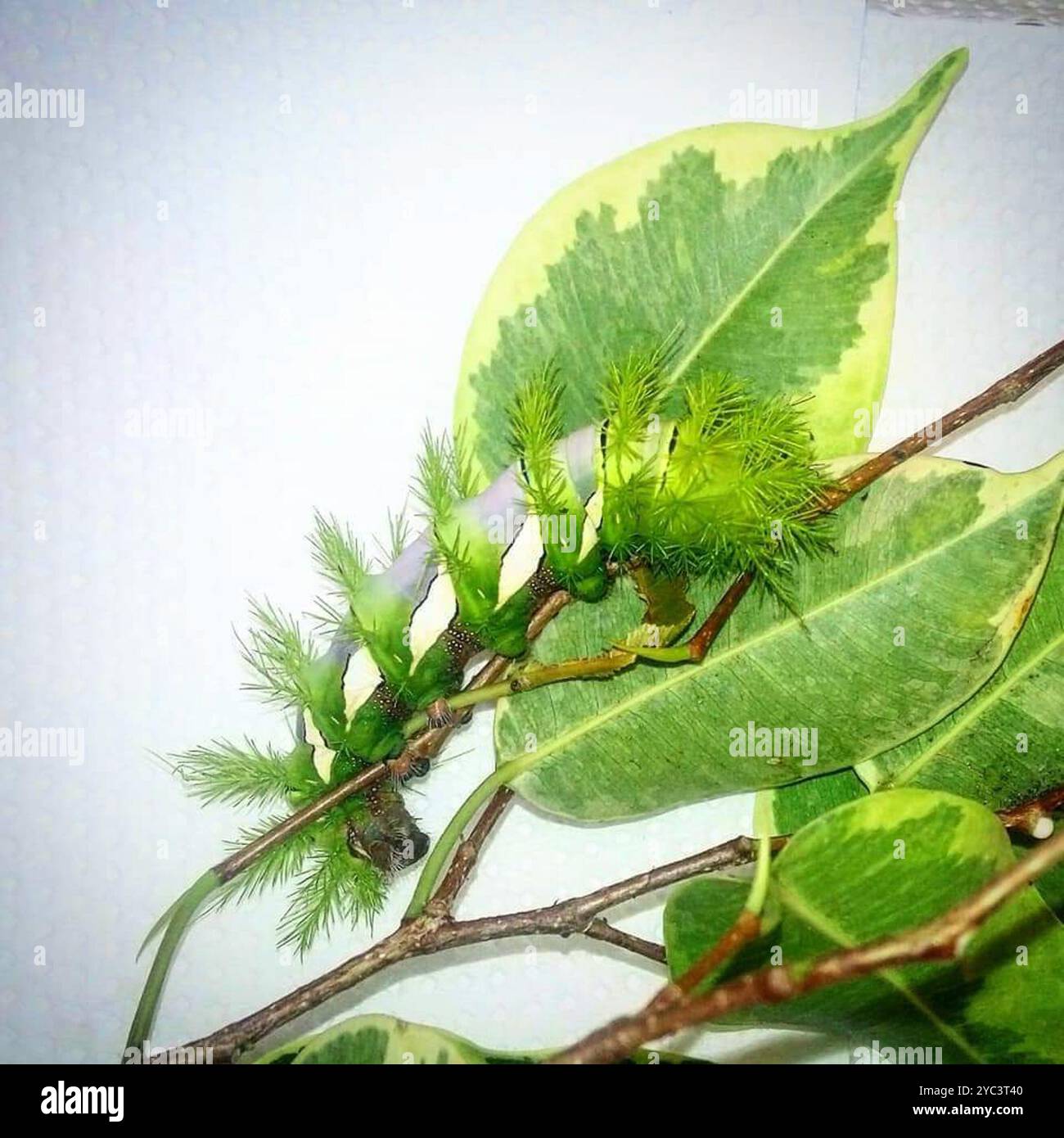 Automeris naranja hi-res stock photography and images - Alamy