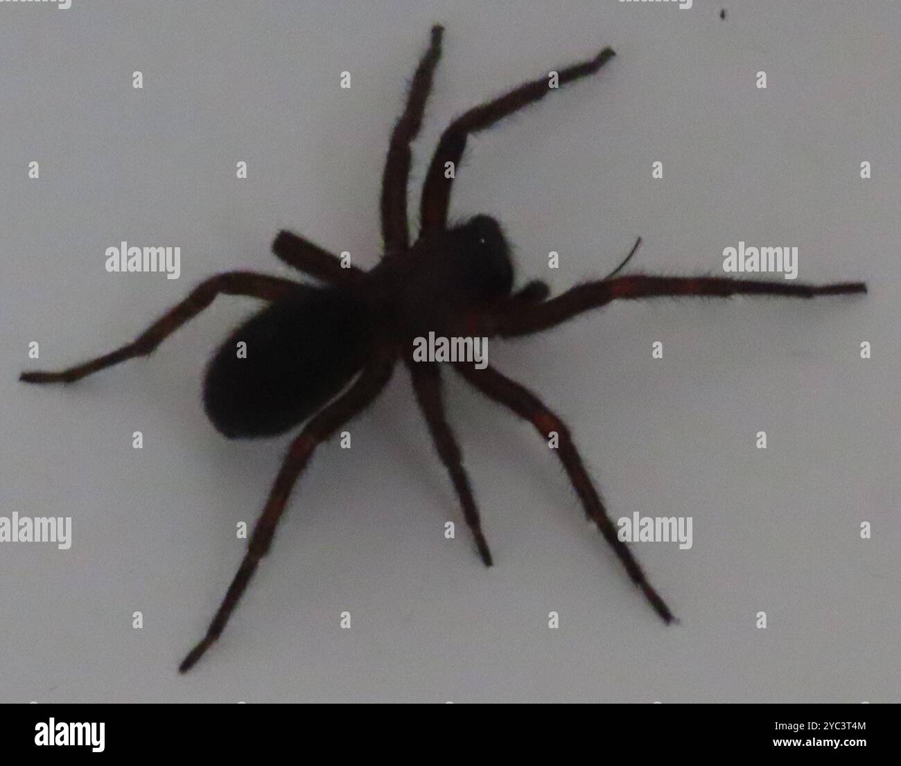 Spiders (Araneae) Arachnida Stock Photo - Alamy