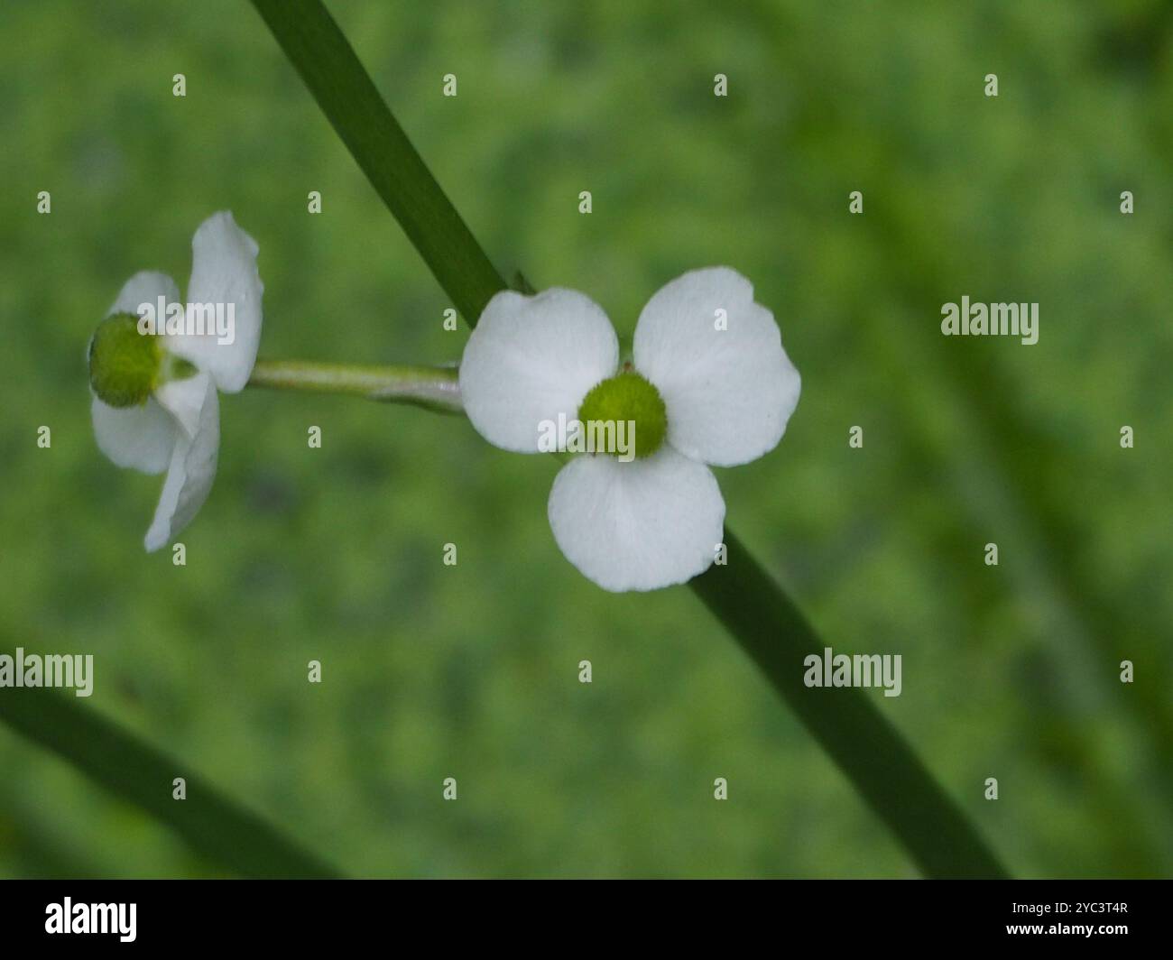 Chinese Arrowhead (Sagittaria trifolia) Plantae Stock Photo - Alamy