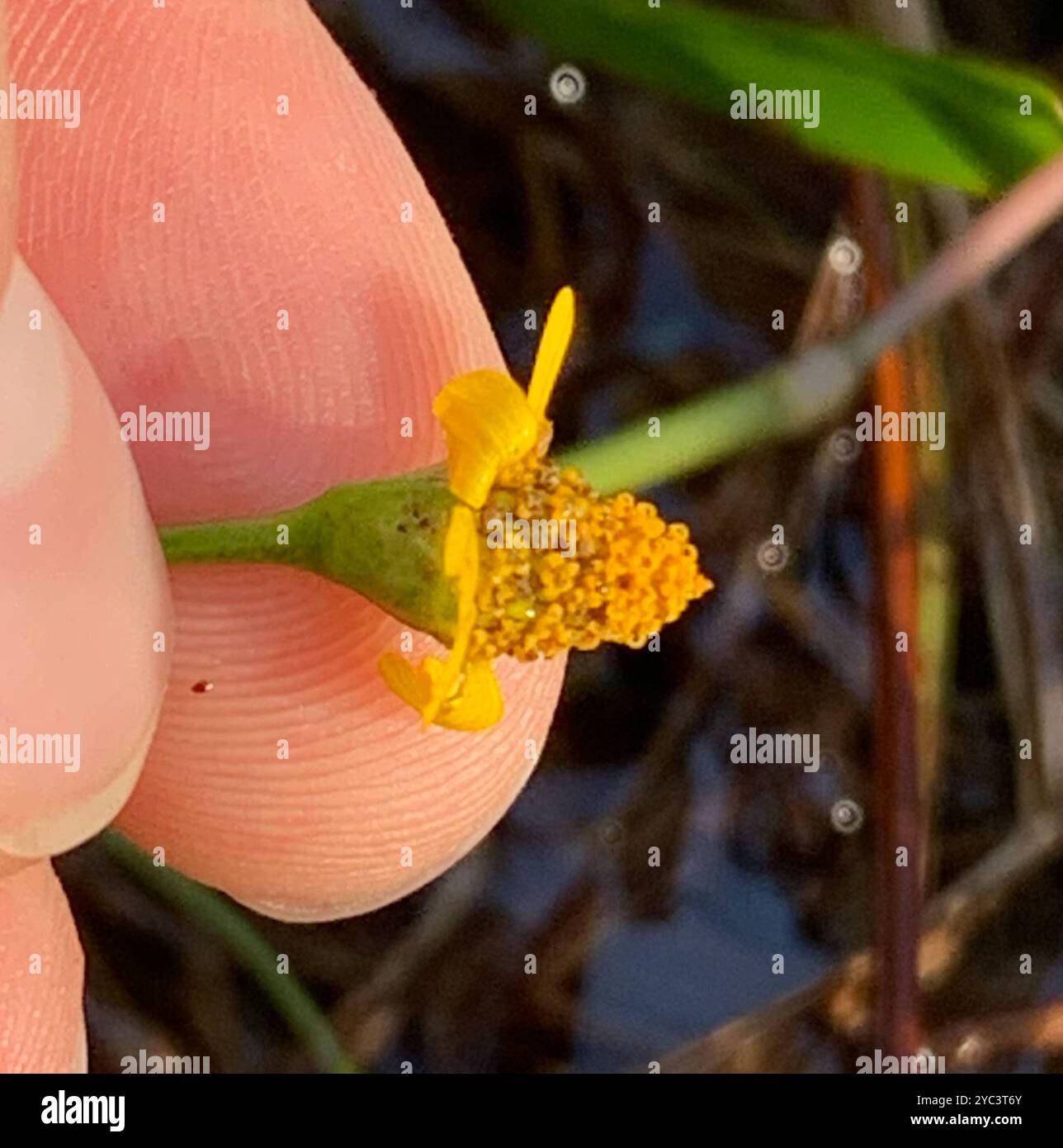 Oppositeleaf Spotflower (Acmella repens) Plantae Stock Photo - Alamy