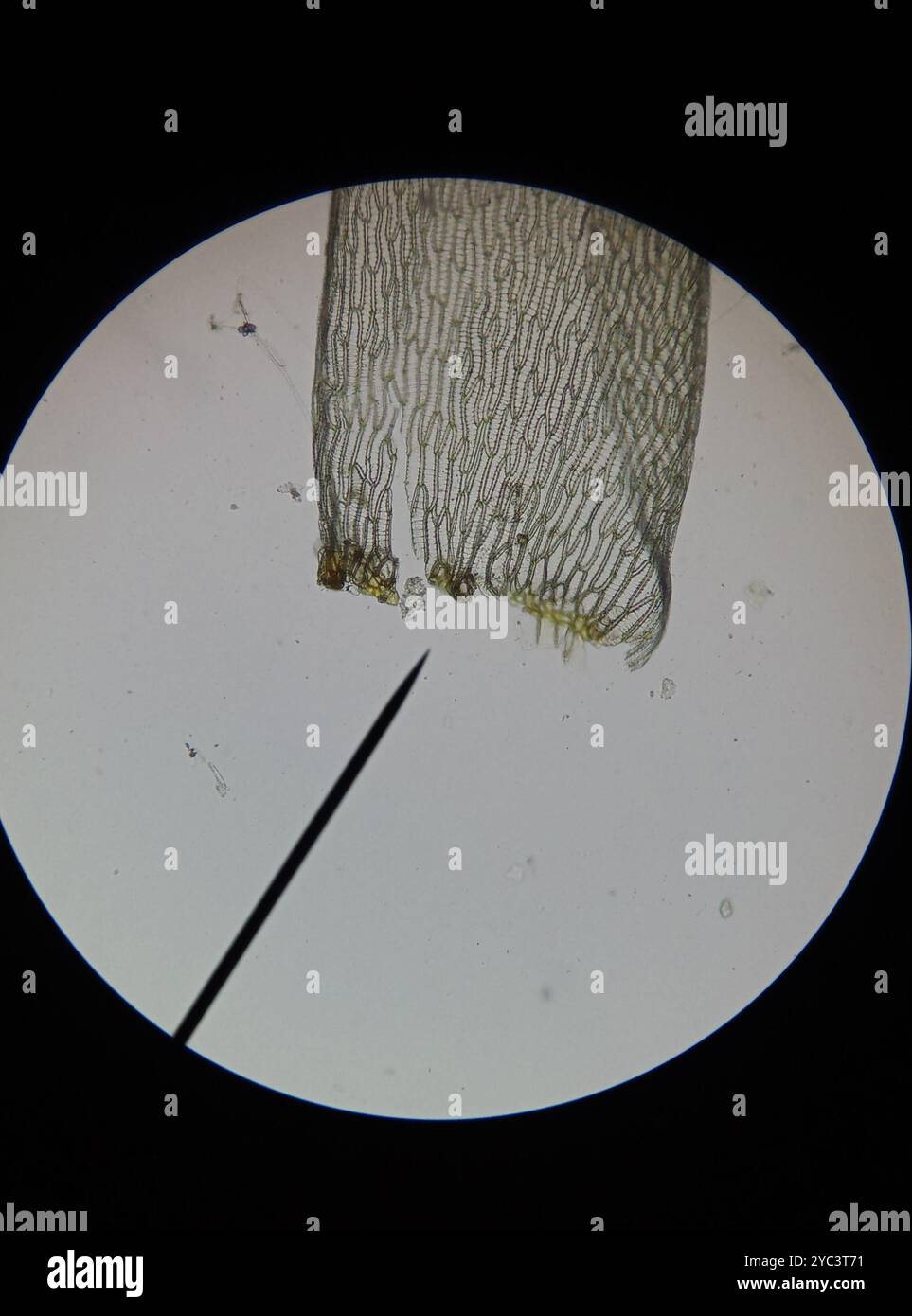 Lesser Cow-horn Bog-moss (Sphagnum inundatum) Plantae Stock Photo - Alamy