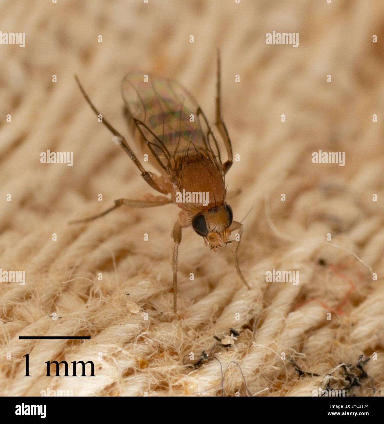 Scaled Hump-backed Fly (Megaselia scalaris) Insecta Stock Photo - Alamy