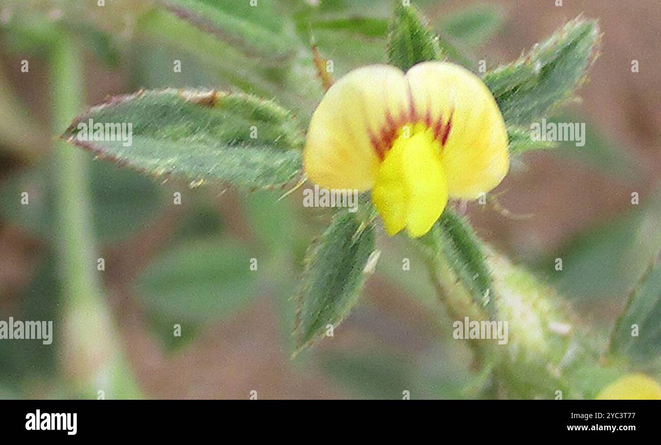 Wild Lucerne (Stylosanthes fruticosa) Plantae Stock Photo - Alamy