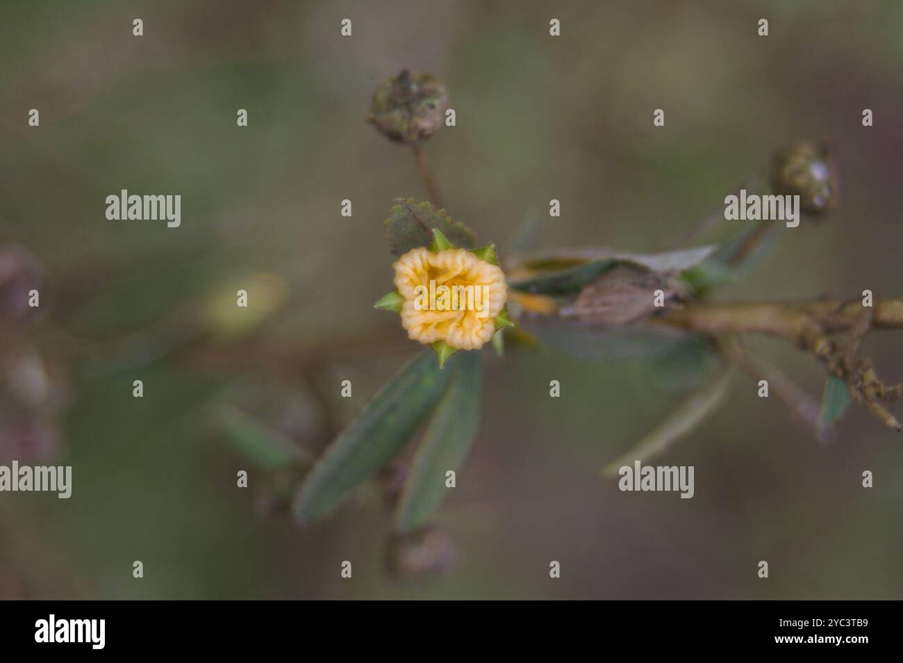 (Sida poeppigiana) Plantae Stock Photo - Alamy