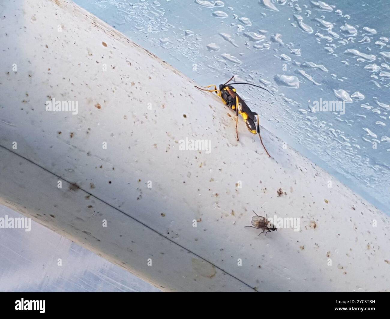 Ants, Bees, Wasps, and Sawflies (Hymenoptera) Insecta Stock Photo - Alamy
