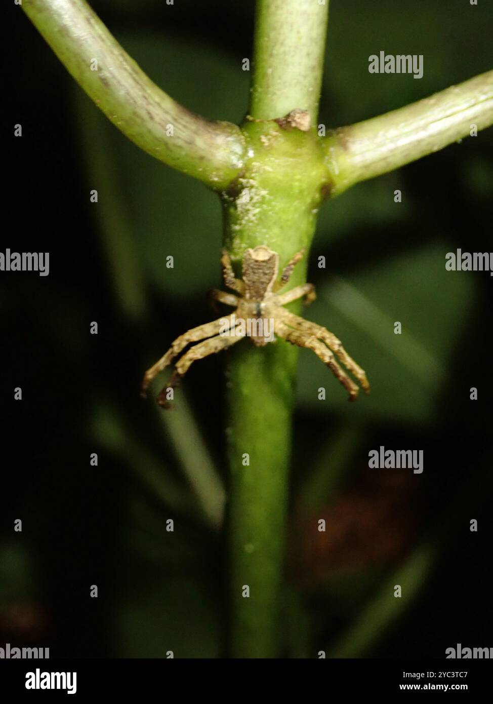Square-ended Crab Spiders (Sidymella) Arachnida Stock Photo - Alamy