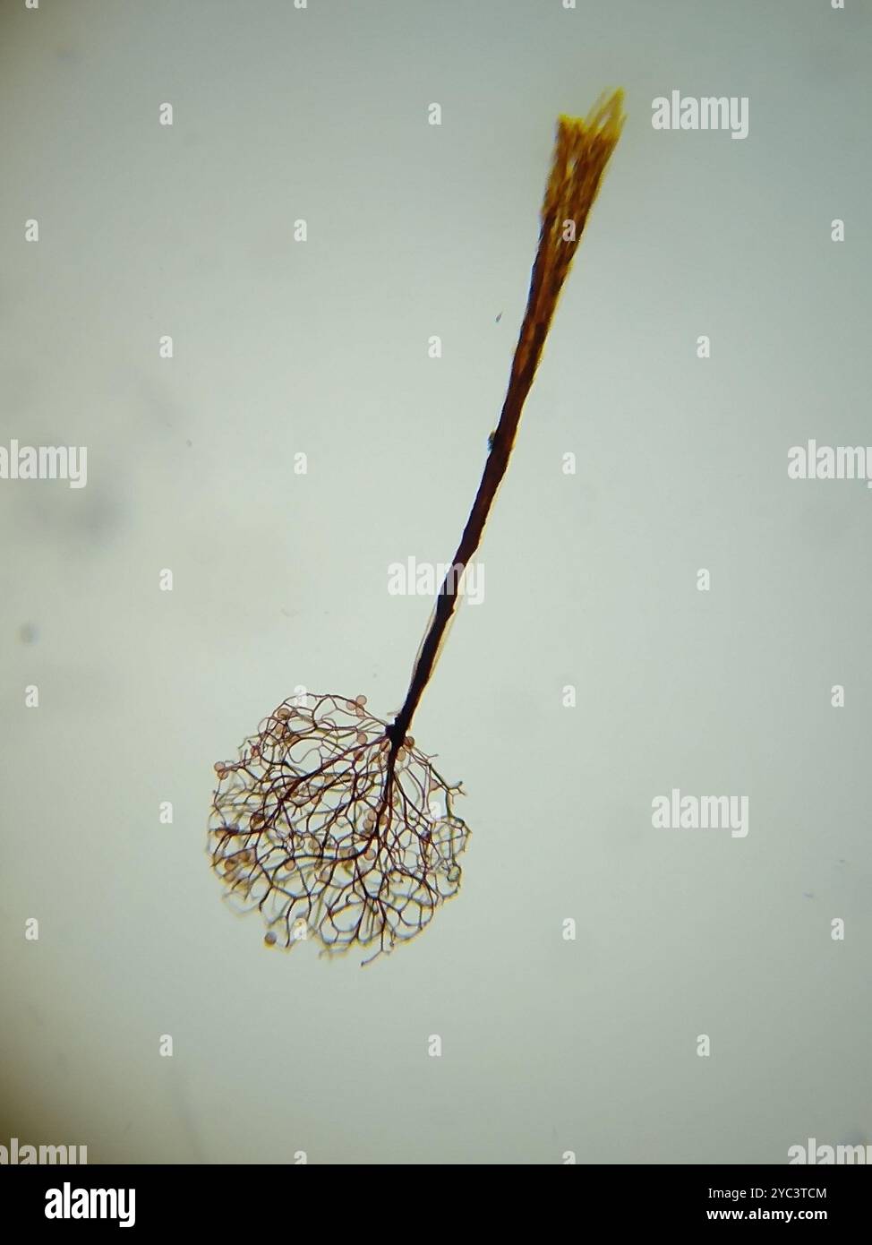 (Comatricha elegans) Protozoa Stock Photo - Alamy