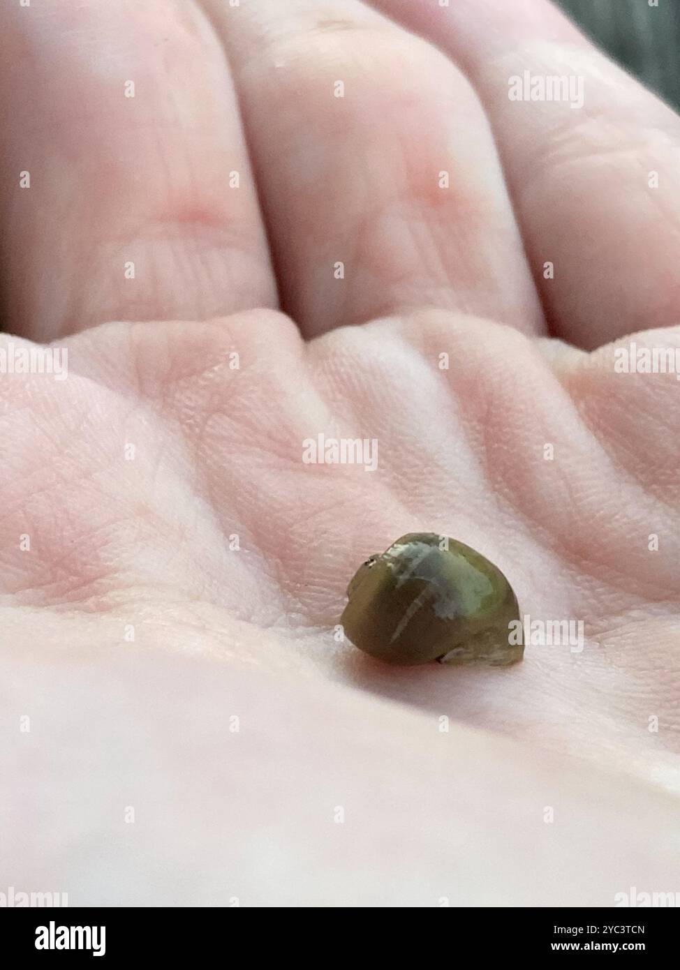 Ramshorn snails (Planorbidae) Mollusca Stock Photo - Alamy