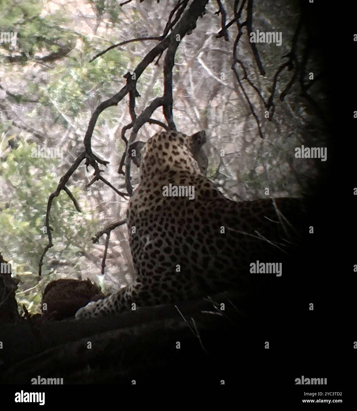 African Leopard (Panthera pardus pardus) Mammalia Stock Photo - Alamy