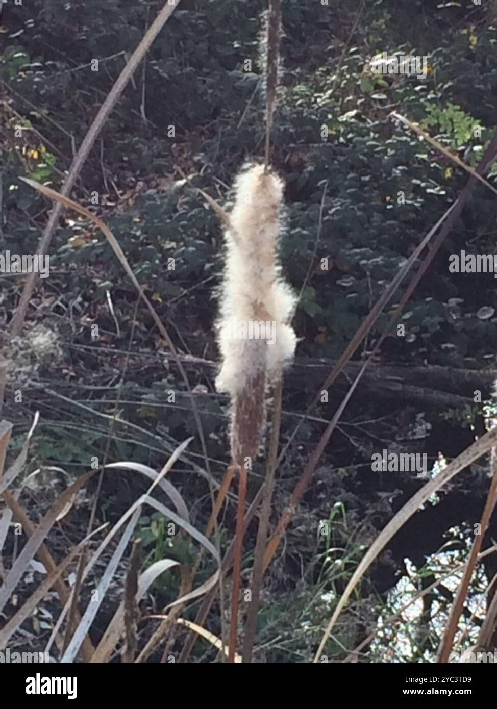 Cattails (Typha) Plantae Stock Photo - Alamy