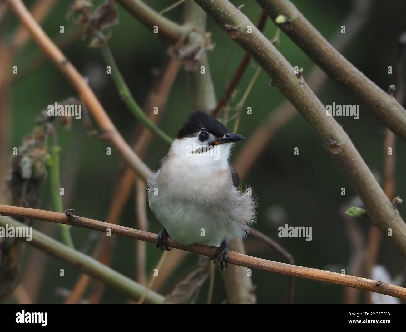 Styan's Bulbul (Pycnonotus taivanus) Aves Stock Photo - Alamy