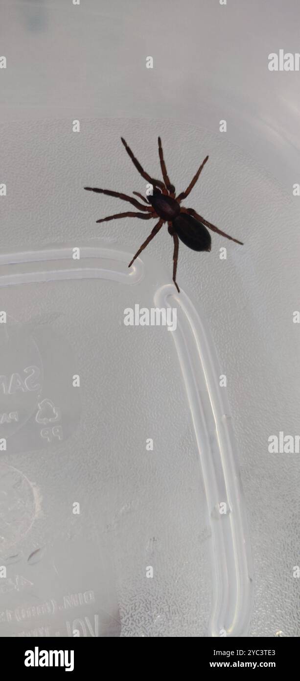 (Teminius insularis) Arachnida Stock Photo - Alamy