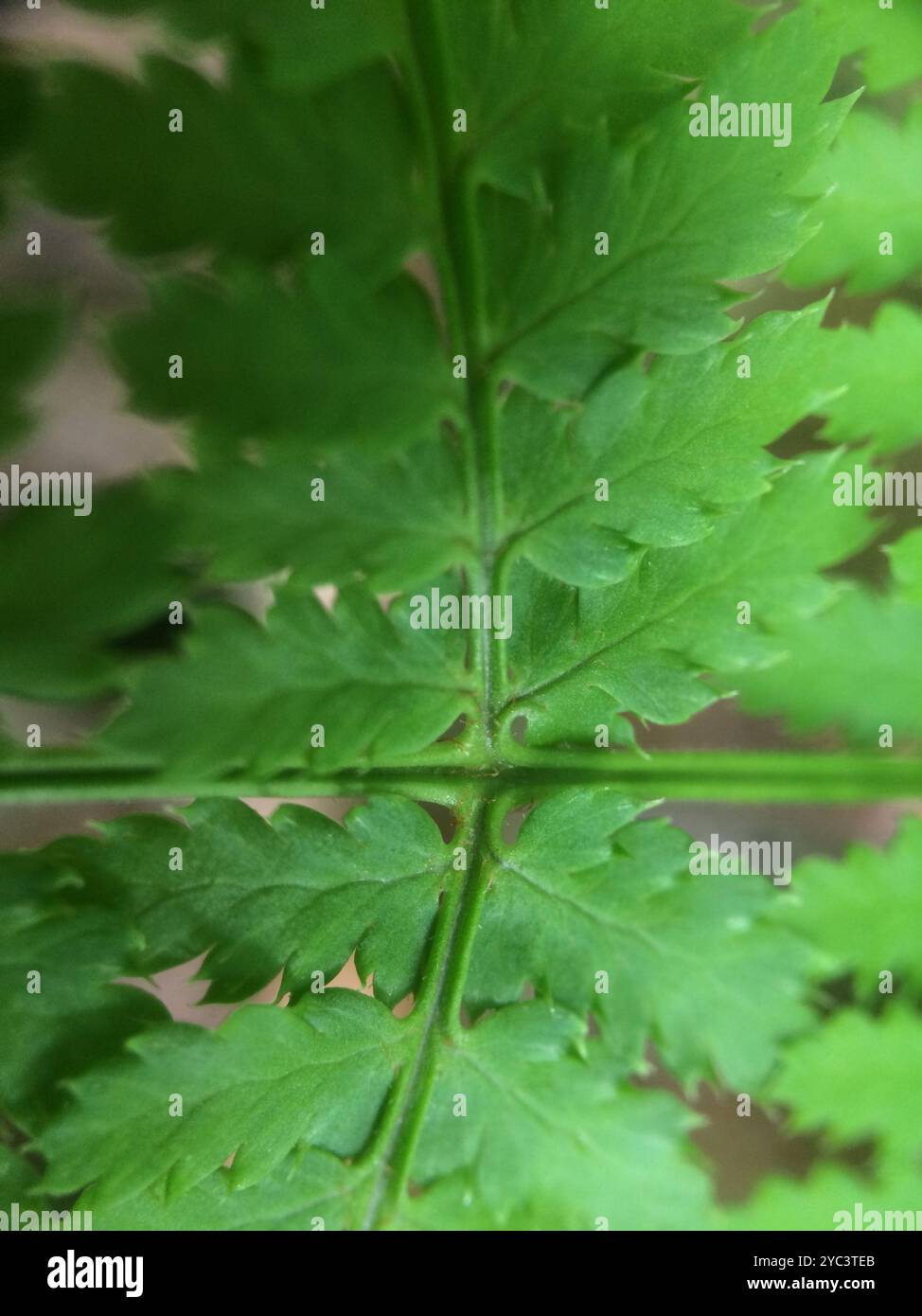 intermediate wood fern (Dryopteris intermedia) Plantae Stock Photo - Alamy