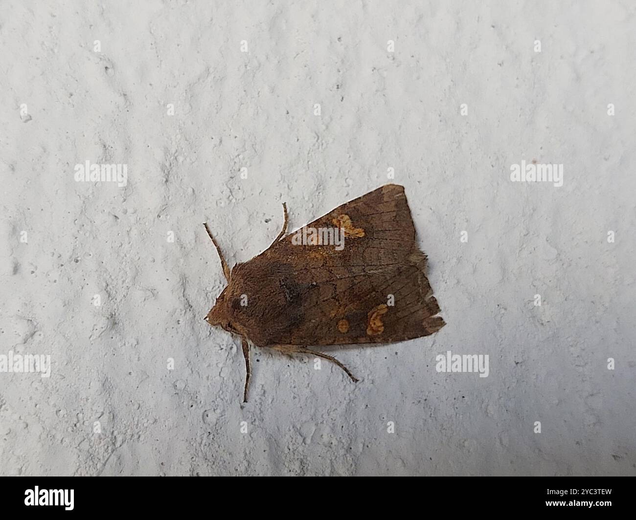 Ear Moths (Amphipoea) Insecta Stock Photo - Alamy
