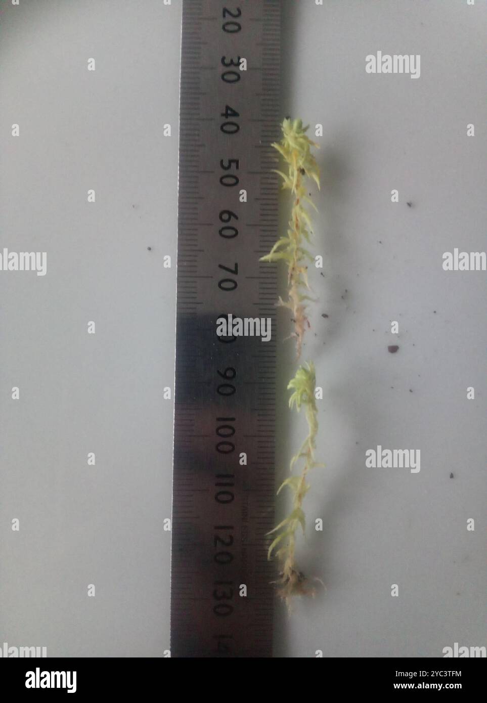 Lesser Cow-horn Bog-moss (Sphagnum inundatum) Plantae Stock Photo - Alamy