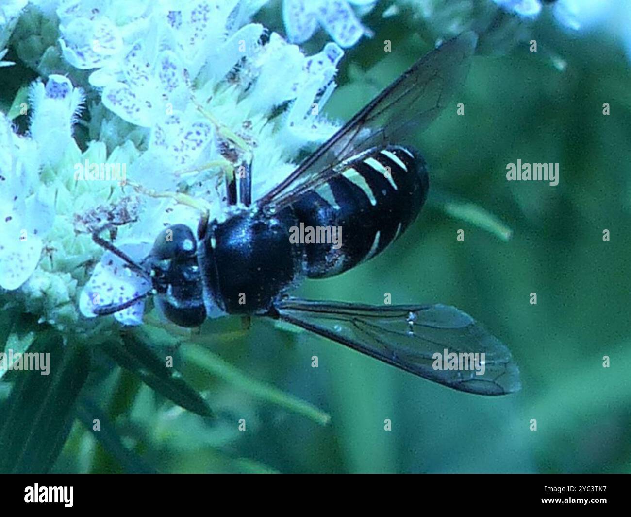 Four-banded Stink Bug Wasp (Bicyrtes quadrifasciatus) Insecta Stock ...