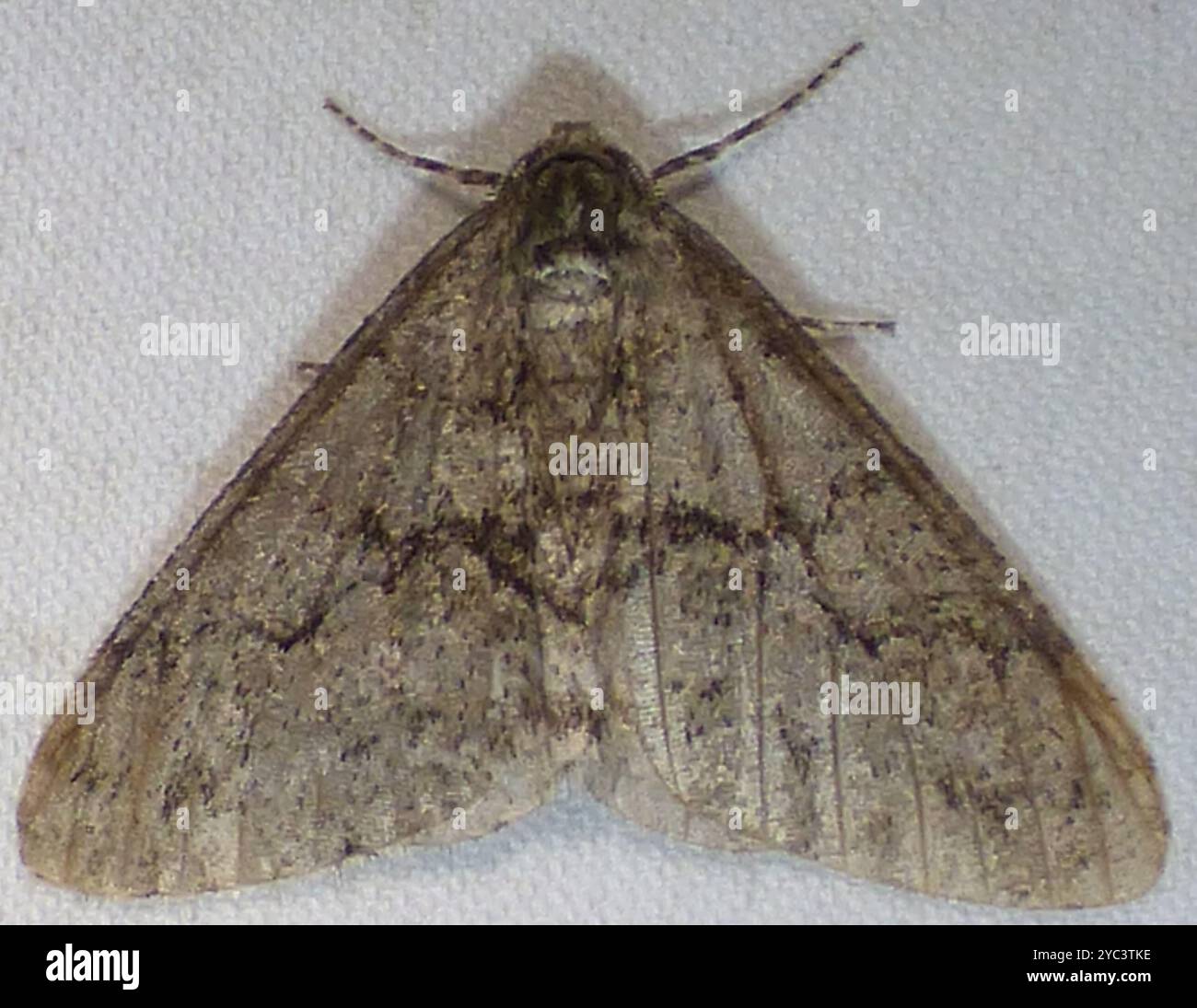 Toothed Phigalia Moth (Phigalia denticulata) Insecta Stock Photo - Alamy