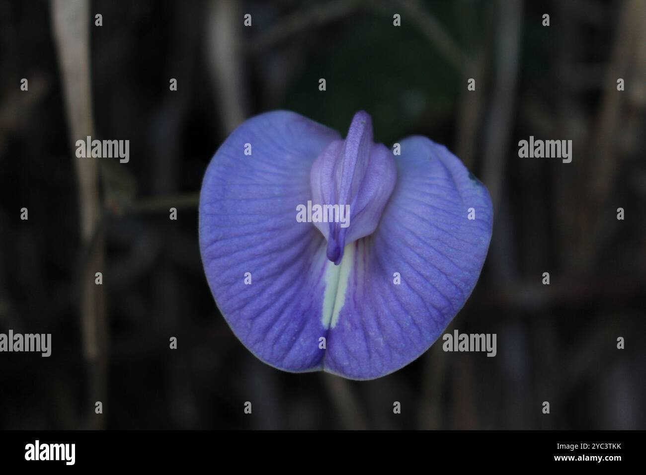soft butterfly-pea (Centrosema molle) Plantae Stock Photo - Alamy