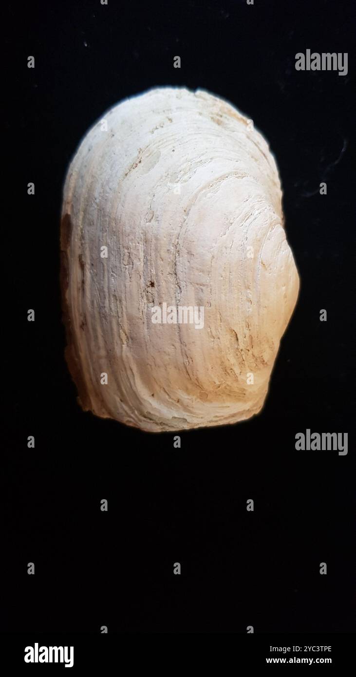 Truncate Softshell Clam (Mya truncata) Mollusca Stock Photo - Alamy