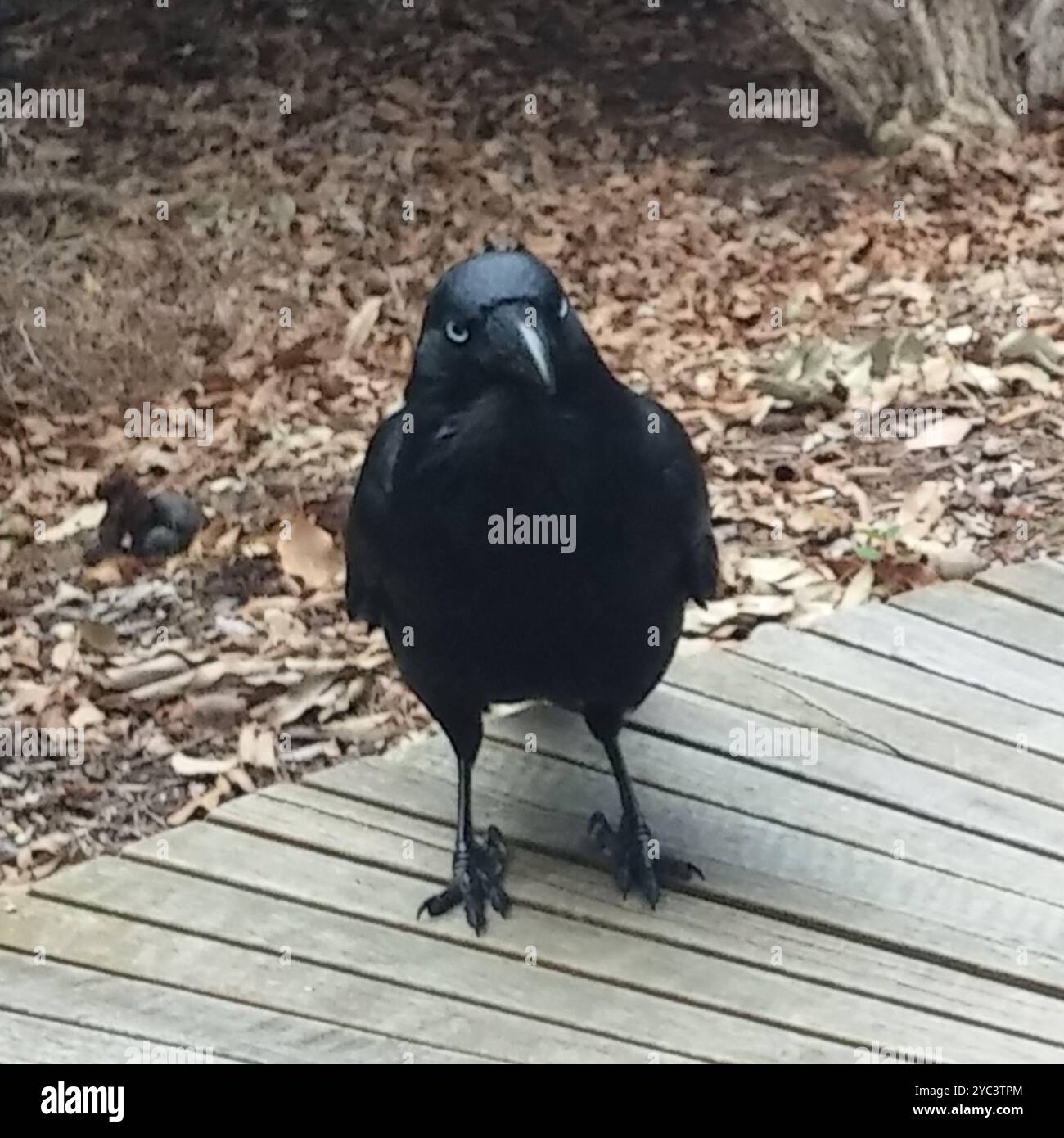 Australian Raven (Corvus coronoides) Aves Stock Photo - Alamy