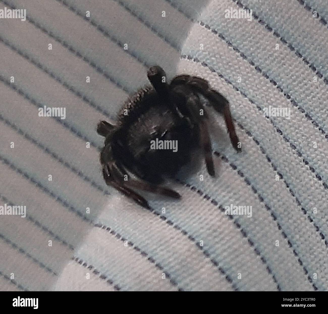 Tree Velvet Spiders (Gandanameno) Arachnida Stock Photo - Alamy