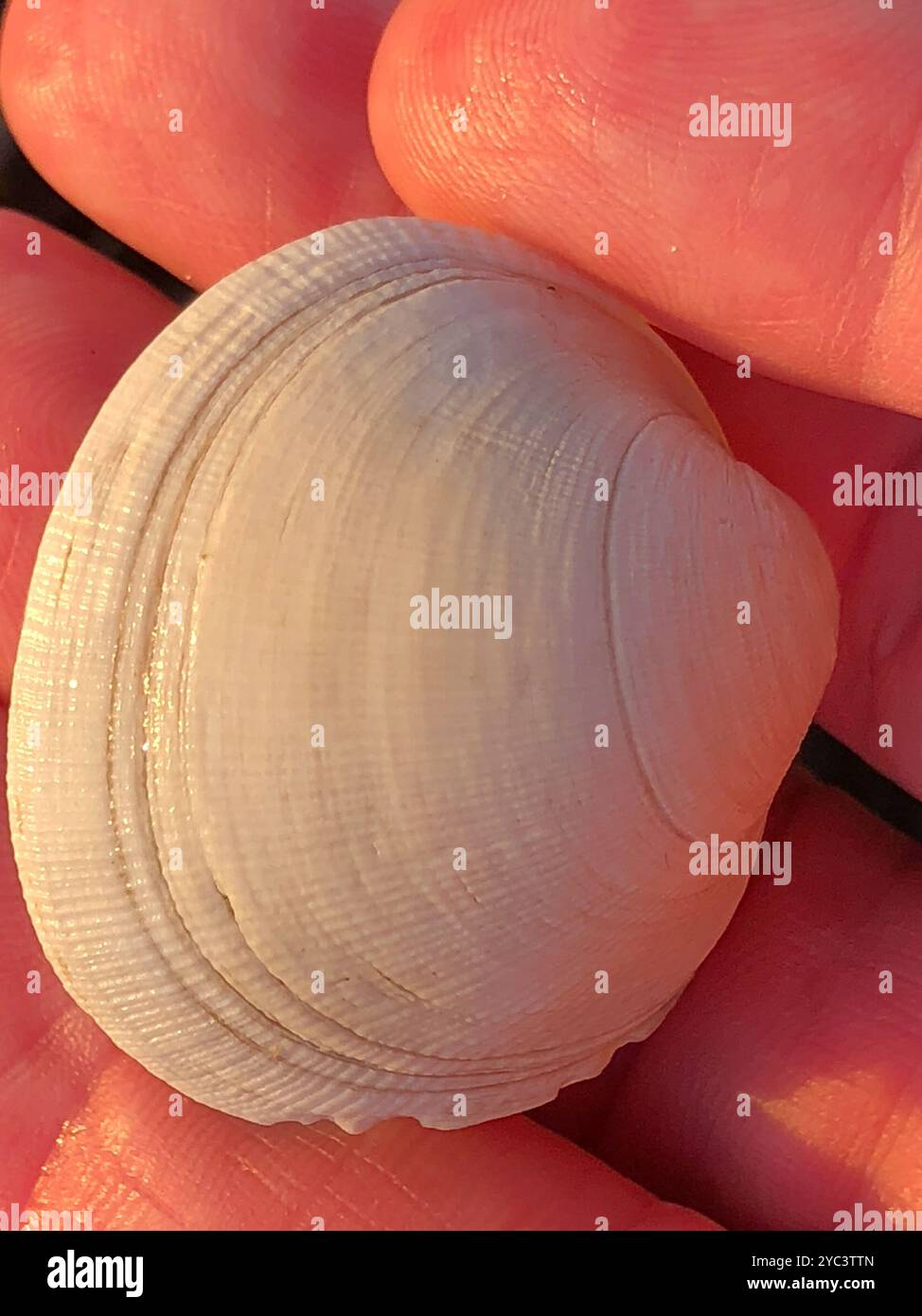 Pacific Littleneck Clam (Leukoma staminea) Mollusca Stock Photo - Alamy