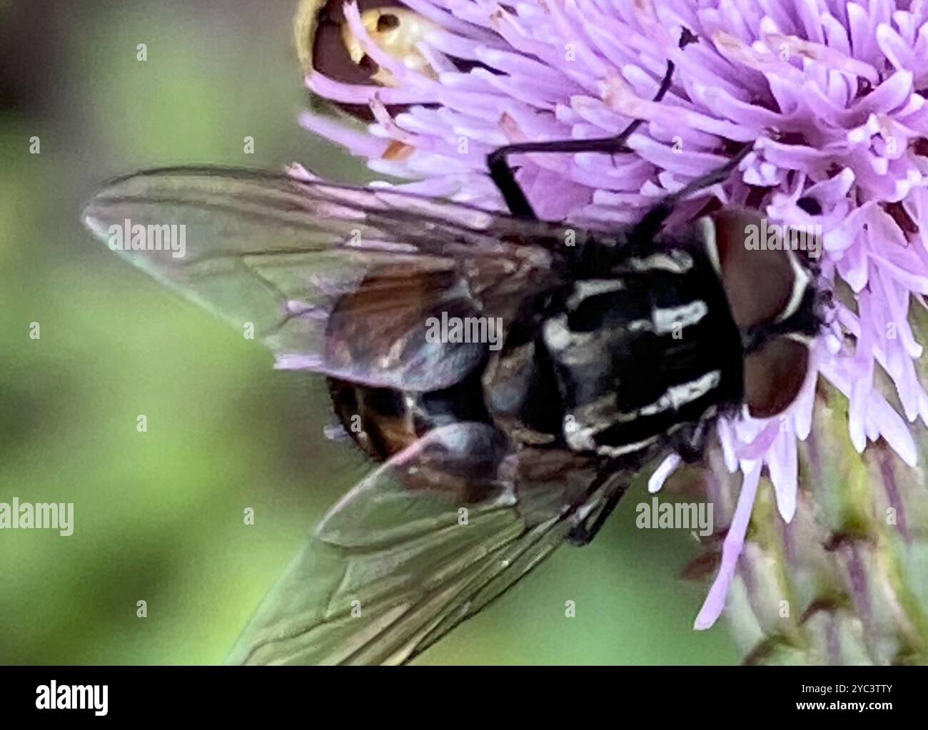 (Graphomya maculata) Insecta Stock Photo - Alamy