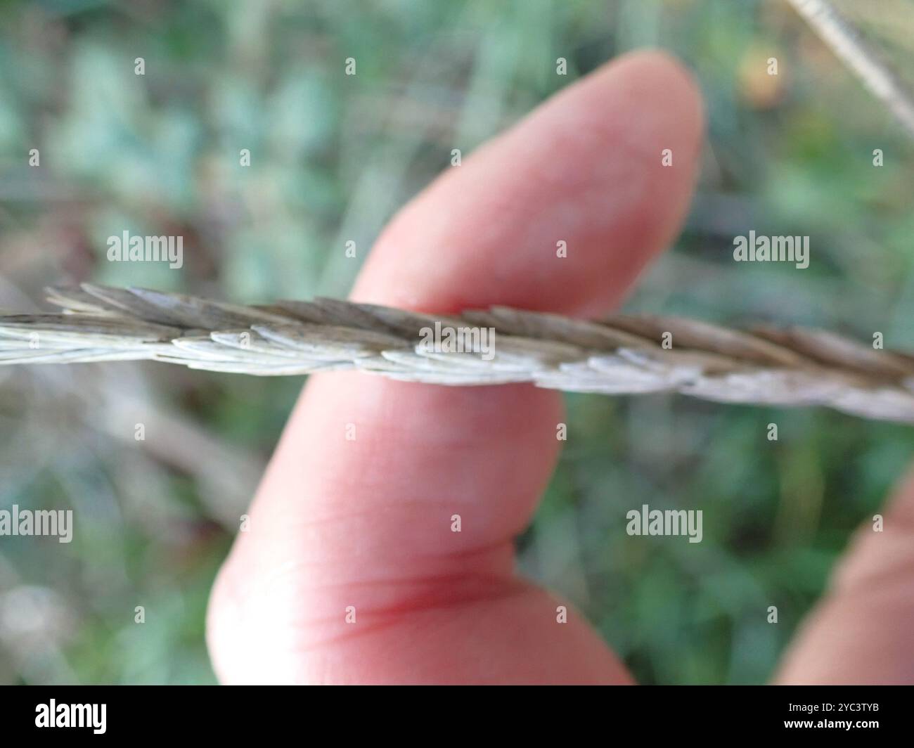 sea couch (Elymus athericus) Plantae Stock Photo - Alamy