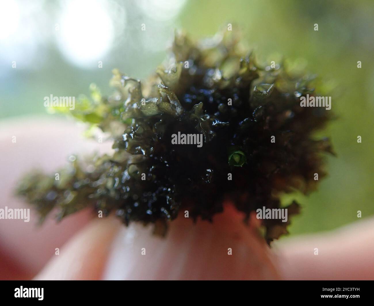 Antlered Jellyskin Lichen (Scytinium palmatum) Fungi Stock Photo - Alamy