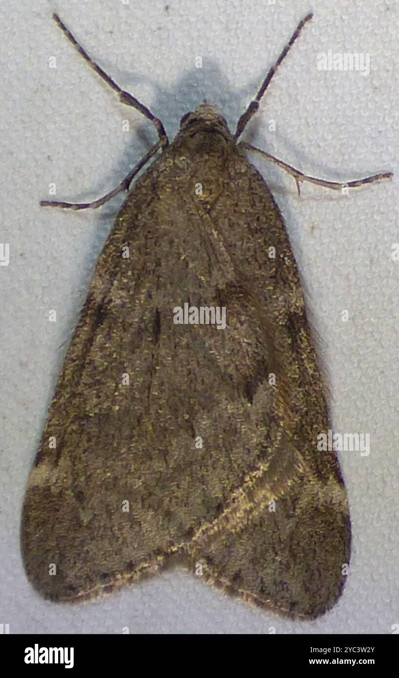 Fall Cankerworm Moth (Alsophila pometaria) Insecta Stock Photo - Alamy