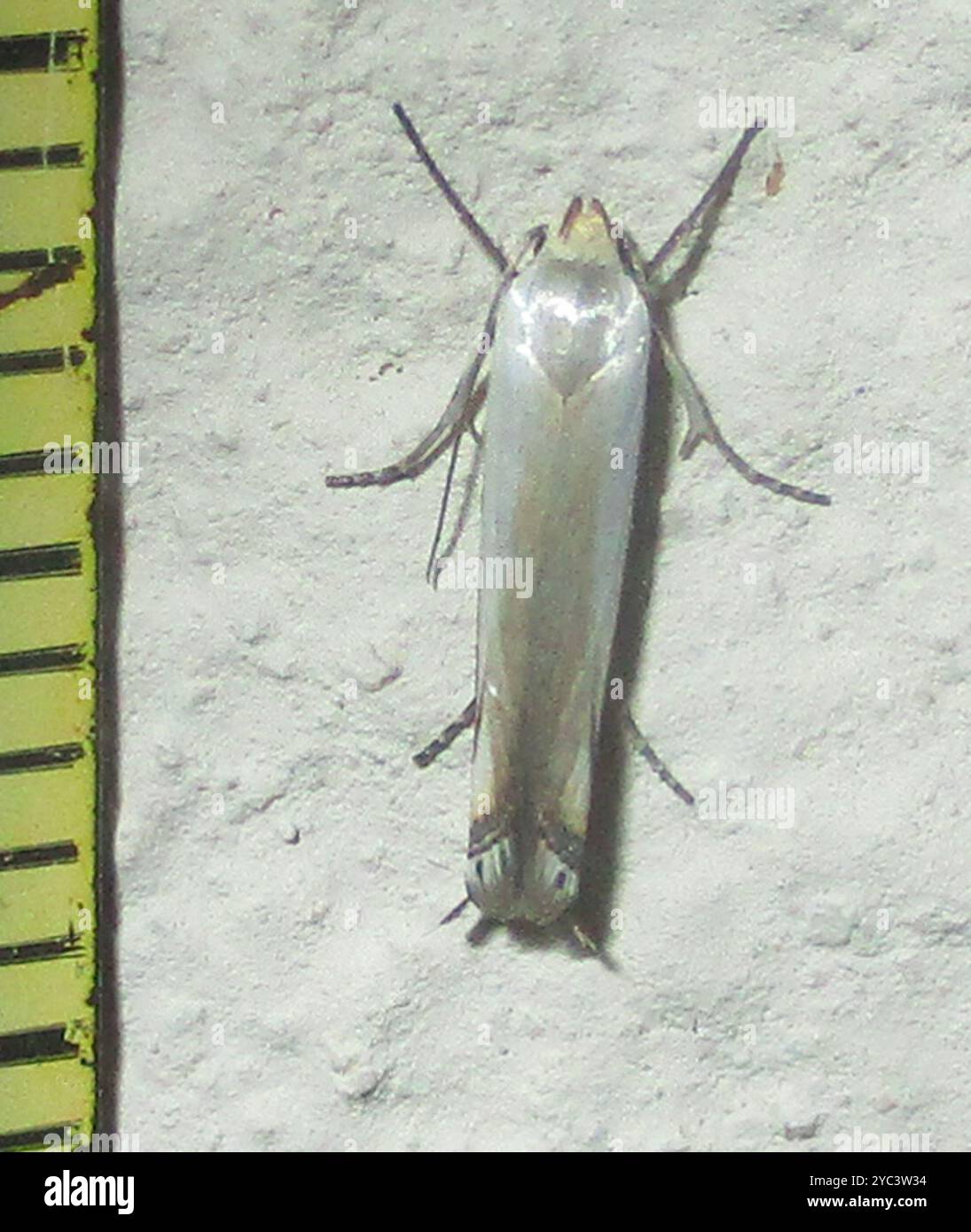 Twirler Moths (Gelechiidae) Insecta Stock Photo - Alamy