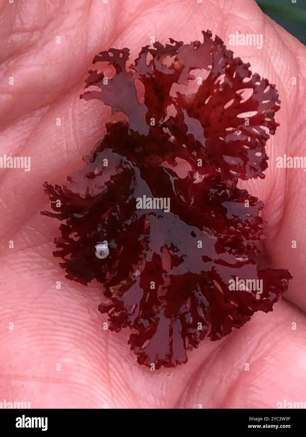 red sea fan (Callophyllis flabellulata) Plantae Stock Photo - Alamy