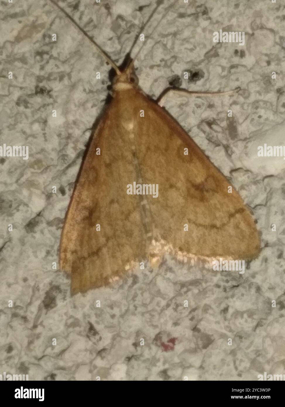 Celery Leaftier Moth (Udea rubigalis) Insecta Stock Photo - Alamy