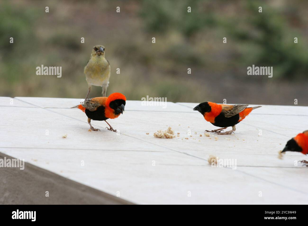 Southern Red Bishop (Euplectes orix) Aves Stock Photo - Alamy