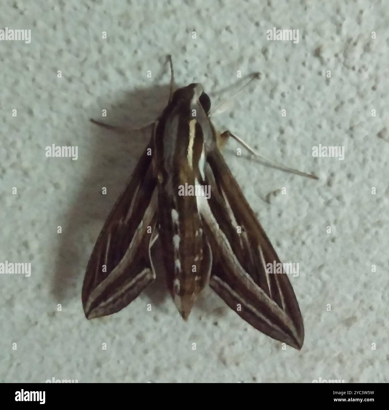 Vine Hawkmoth (Hippotion celerio) Insecta Stock Photo - Alamy