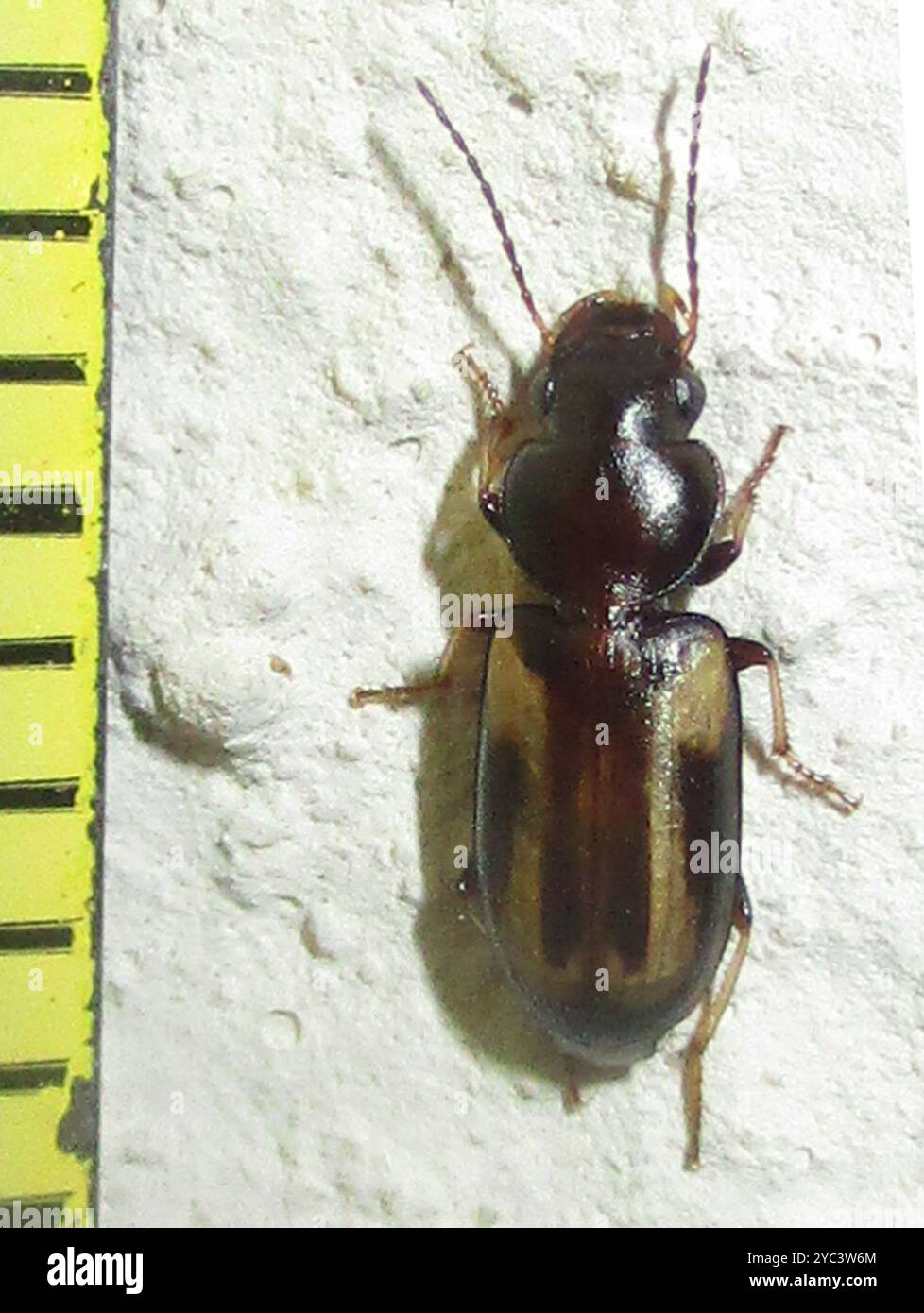 (Amblystomus orpheus) Insecta Stock Photo - Alamy