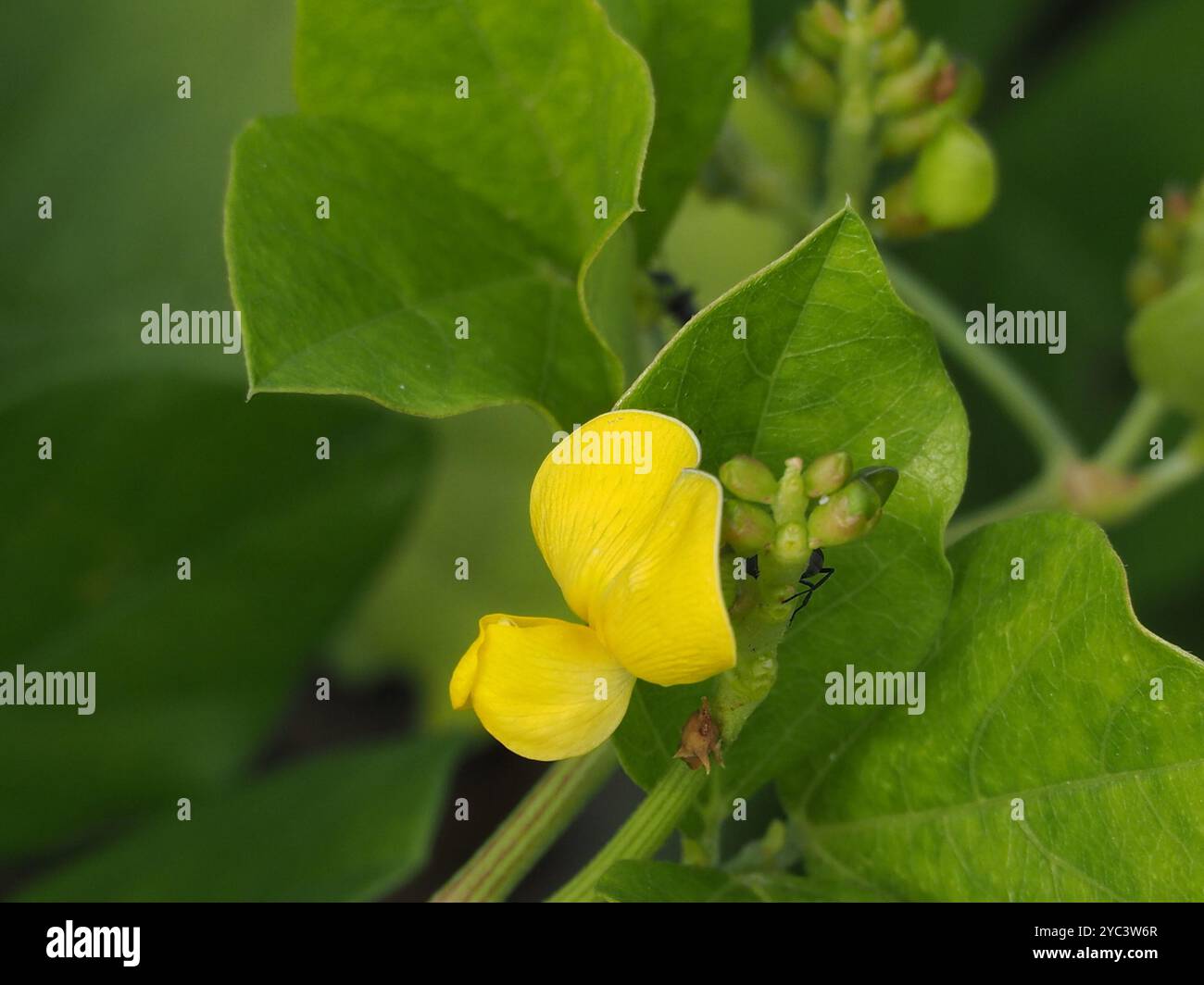 beach pea (Vigna marina) Plantae Stock Photo - Alamy