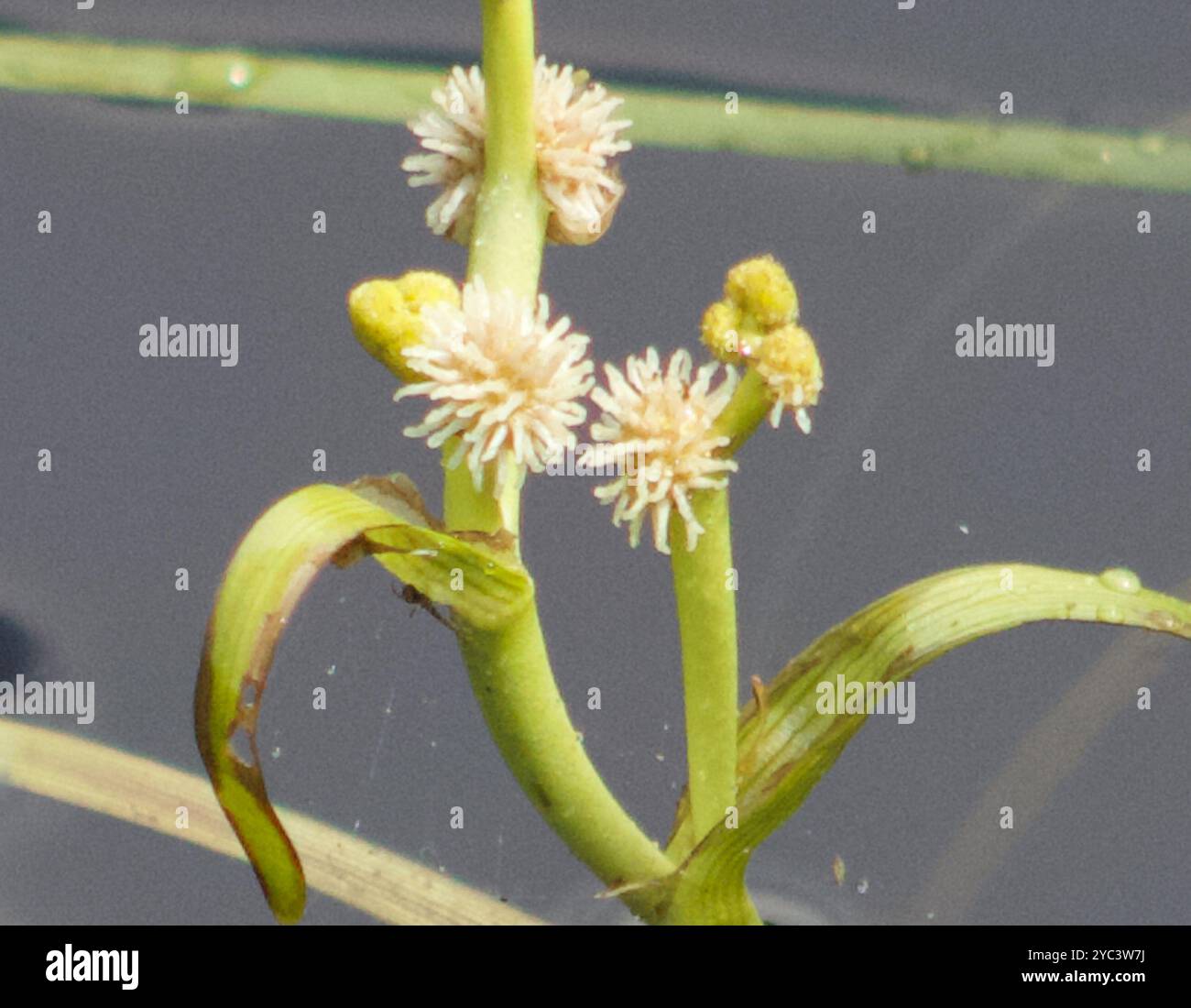 Floating bur reed hi-res stock photography and images - Alamy