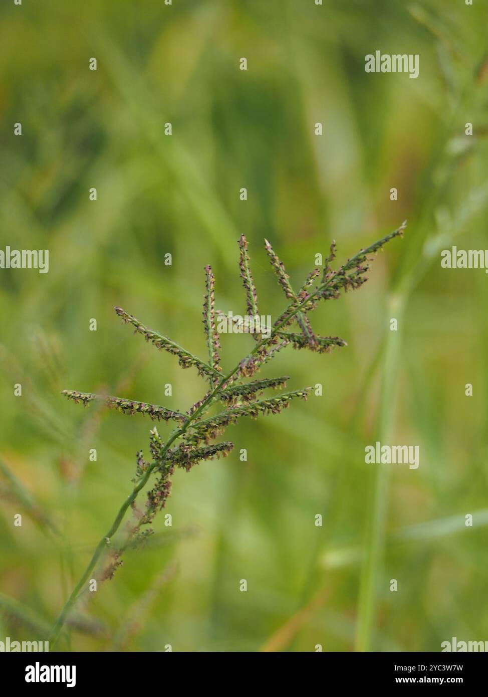 Para Grass (Urochloa mutica) Plantae Stock Photo - Alamy