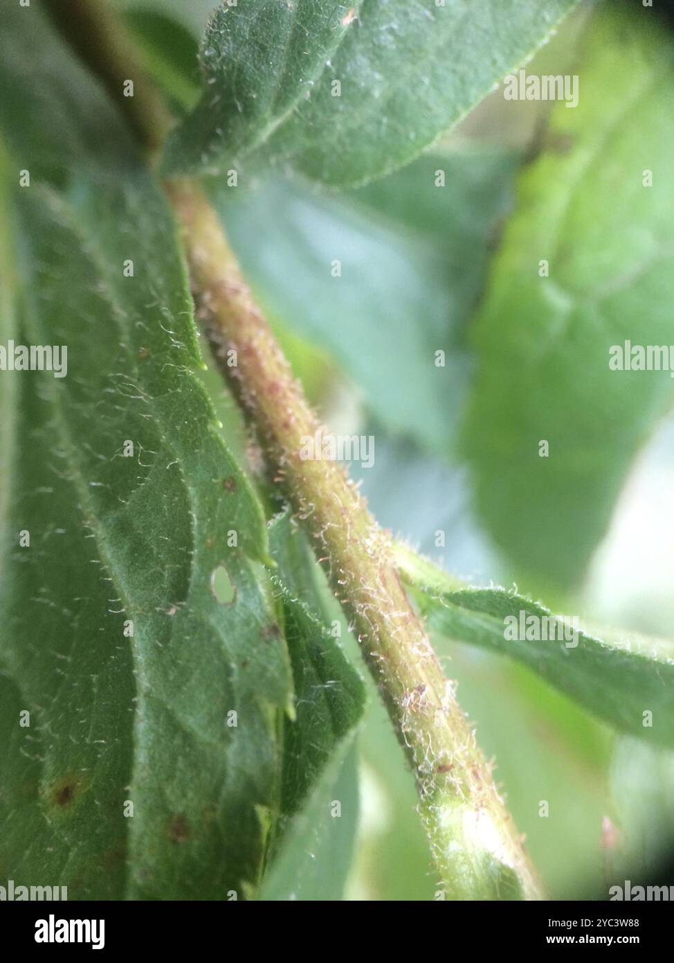 wrinkleleaf goldenrod (Solidago rugosa rugosa) Plantae Stock Photo - Alamy