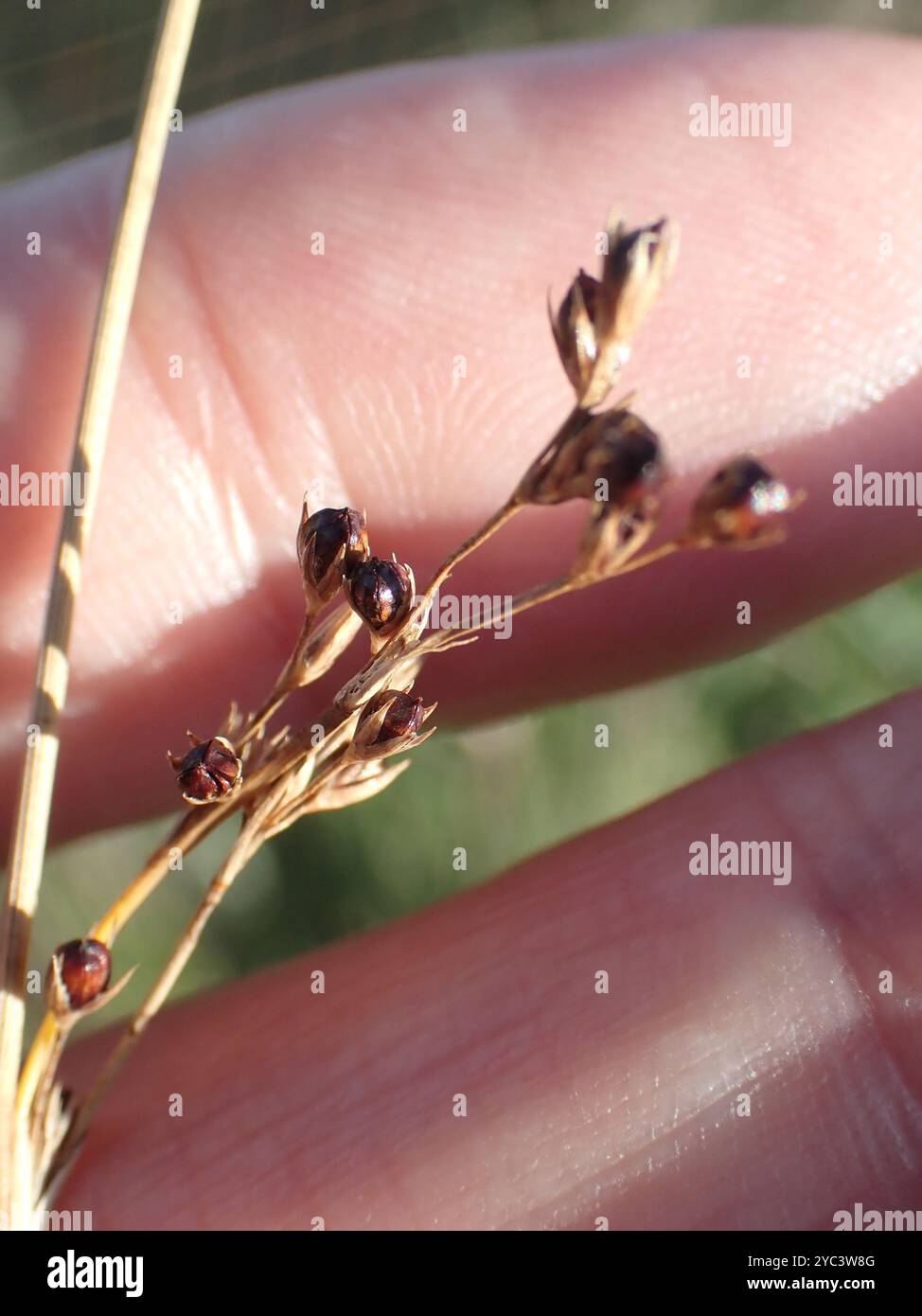 Hard Rush (Juncus inflexus) Plantae Stock Photo - Alamy