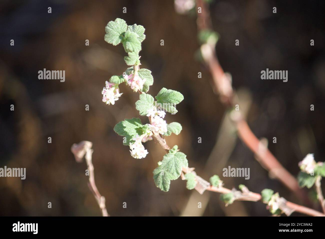 Chaparral Currant (Ribes malvaceum) Plantae Stock Photo - Alamy