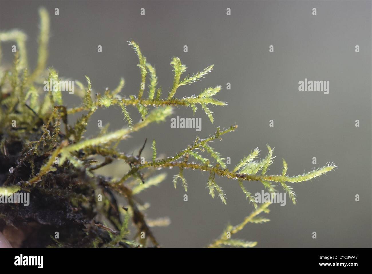 Common Feather-moss (Kindbergia praelonga) Plantae Stock Photo - Alamy