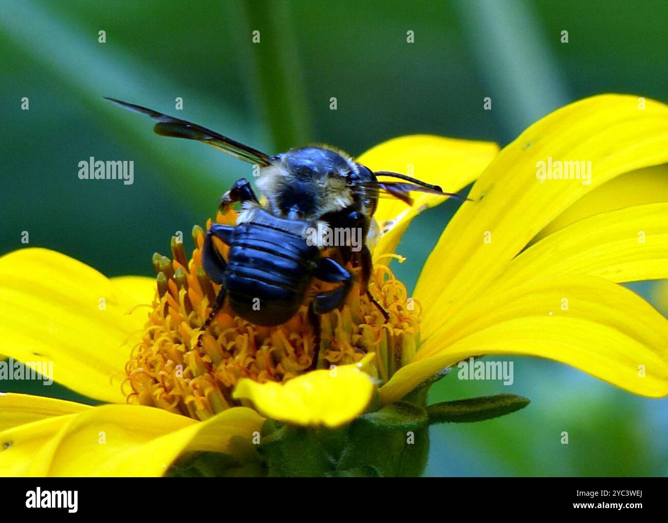 Carpenter-mimic Leafcutter Bee (Megachile xylocopoides) Insecta Stock ...