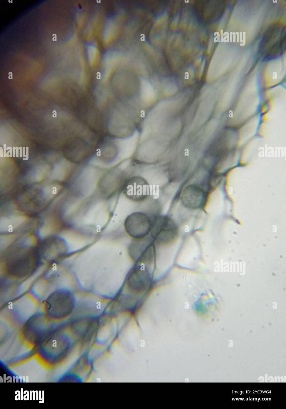 Stemonitis marjana hi-res stock photography and images - Alamy