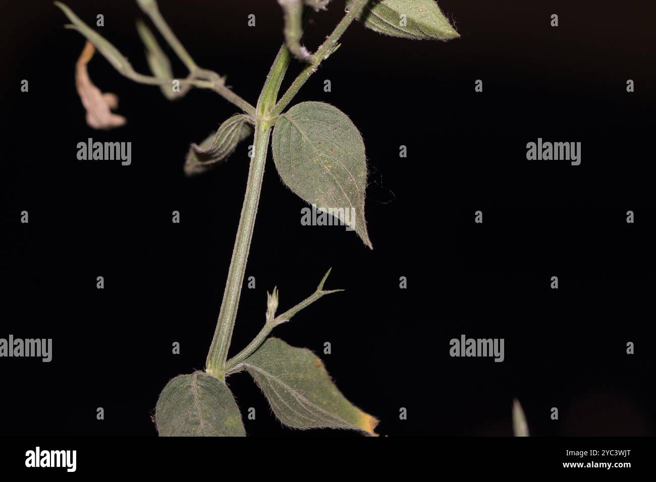 Panicled Foldwing (Dicliptera paniculata) Plantae Stock Photo - Alamy