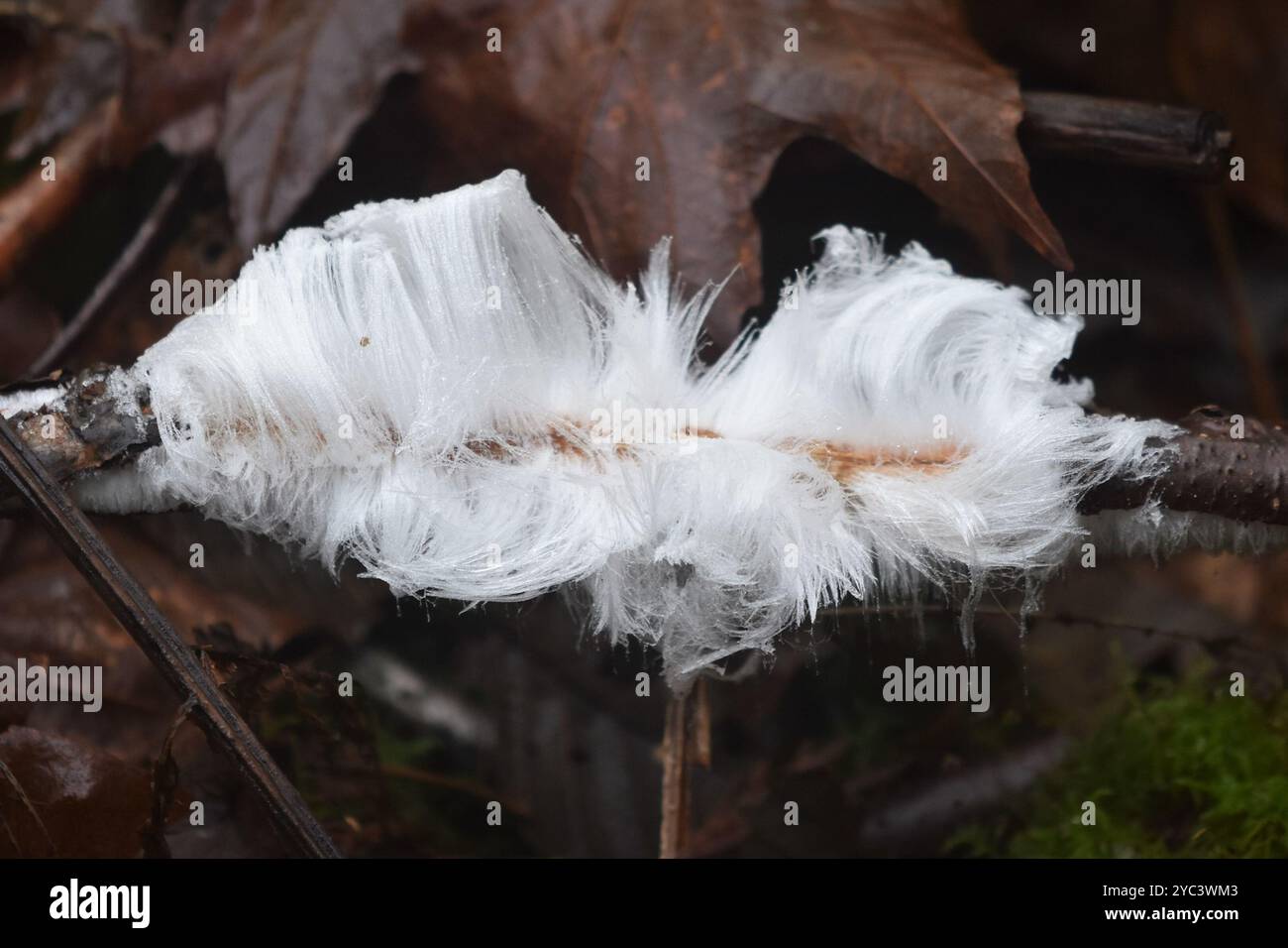 Hair Ice (Exidiopsis effusa) Fungi Stock Photo - Alamy